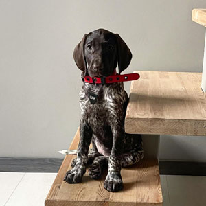 About us - WaggingTail.eu