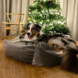 About us - WaggingTail.eu