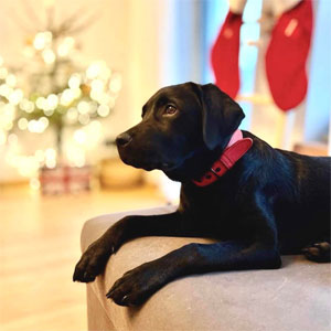 About us - WaggingTail.eu