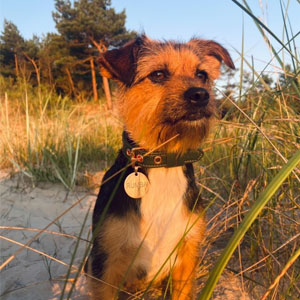 About us - WaggingTail.eu