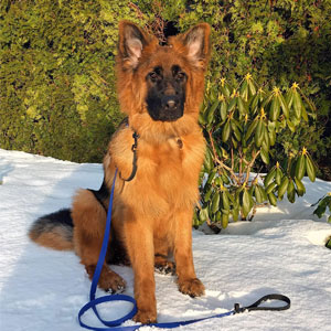 About us - WaggingTail.eu