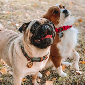 About us - WaggingTail.eu