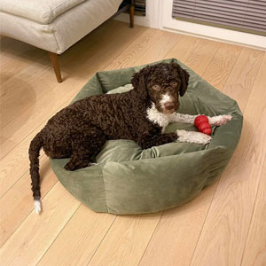 About us - WaggingTail.eu