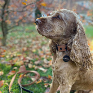 About us - WaggingTail.eu