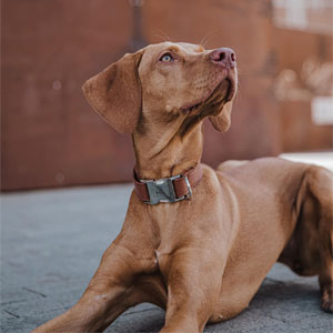 About us - WaggingTail.eu