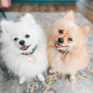 About us - WaggingTail.eu