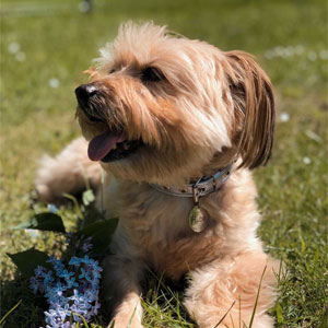 About us - WaggingTail.eu