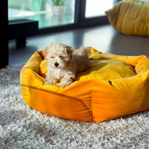 About us - WaggingTail.eu